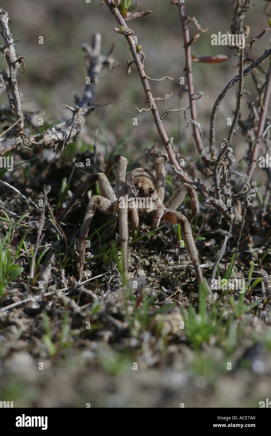 Wolf spider australia -Fotos und -Bildmaterial in hoher Auflösung – Alamy