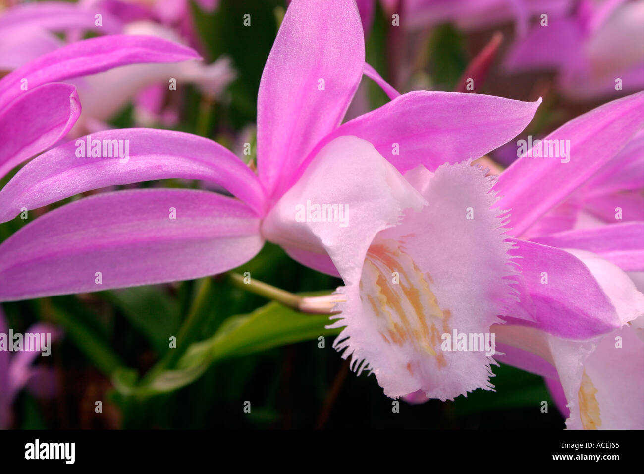 Miniatura di orchidee -Fotos und -Bildmaterial in hoher Auflösung – Alamy