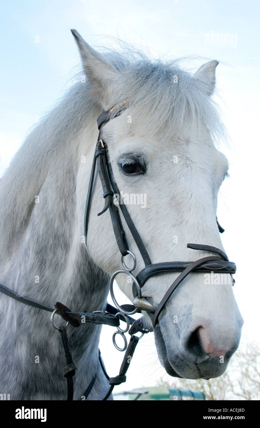 Connemara Welsh Cross Stockfotos und -bilder Kaufen - Alamy
