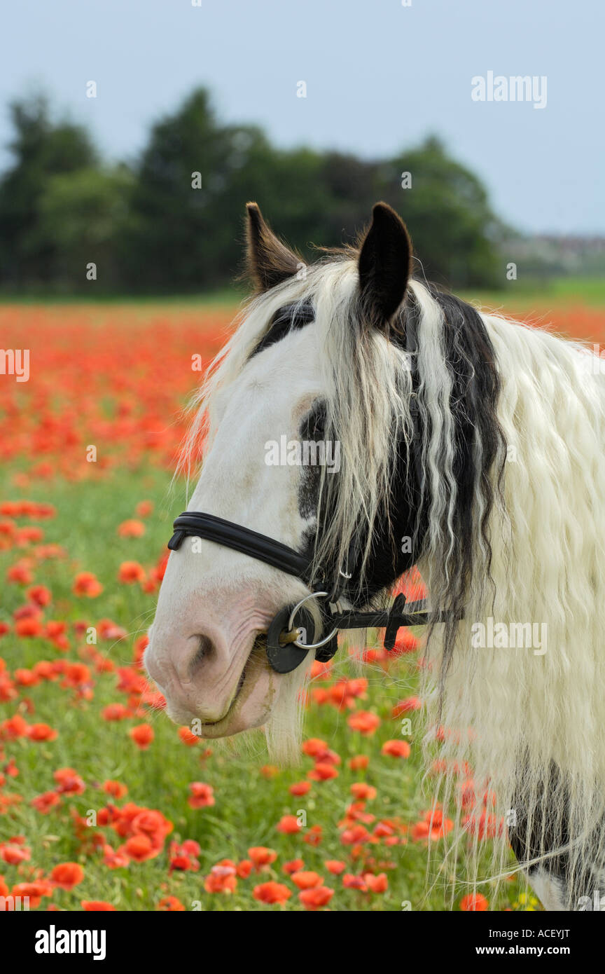 Irish tinker pferd -Fotos und -Bildmaterial in hoher Auflösung – Alamy