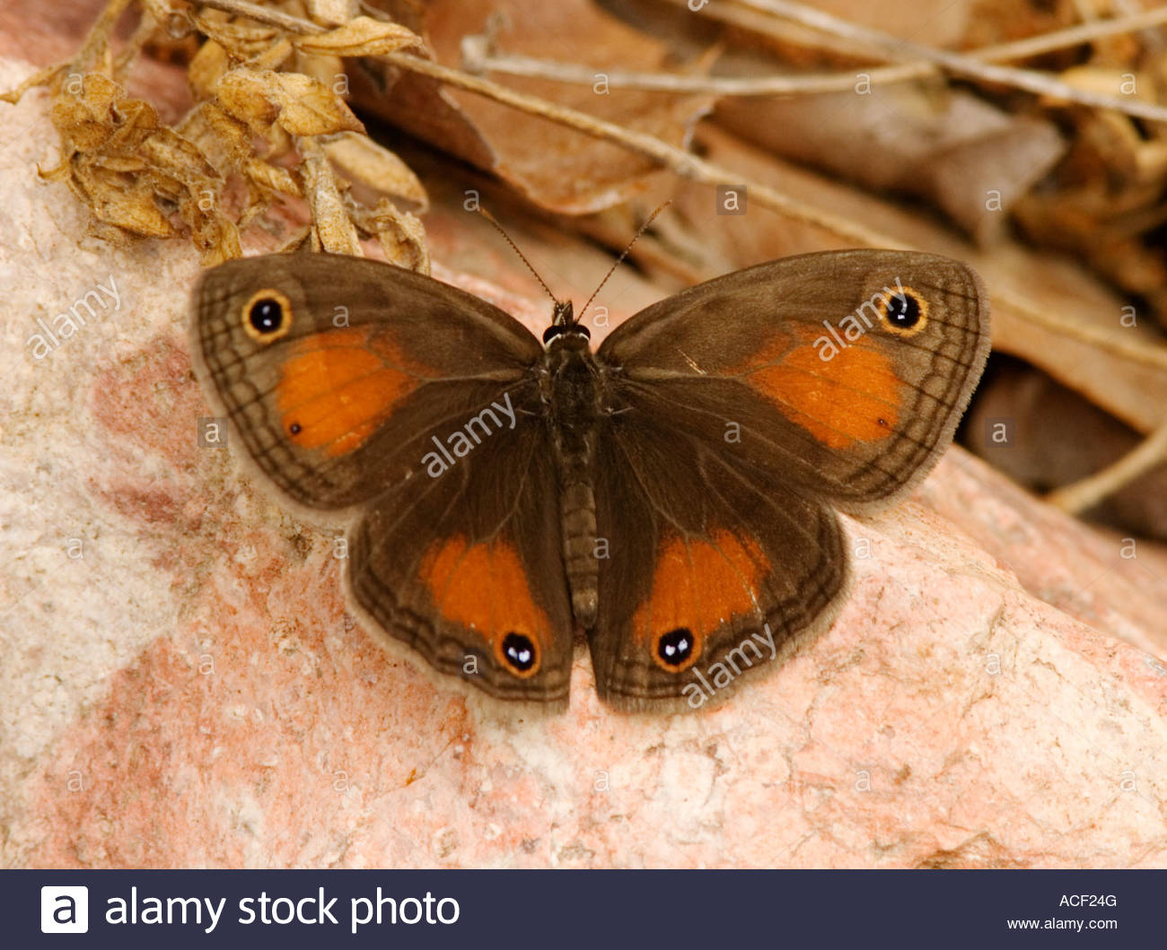 Red Satyr Megisto Rubricata Butterfly Stockfotos & Red Satyr Megisto ...