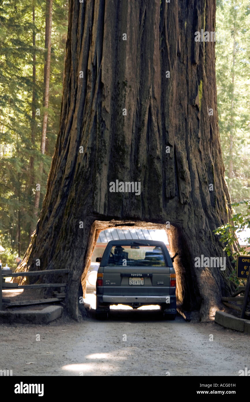 Giant redwood car -Fotos und -Bildmaterial in hoher Auflösung – Alamy