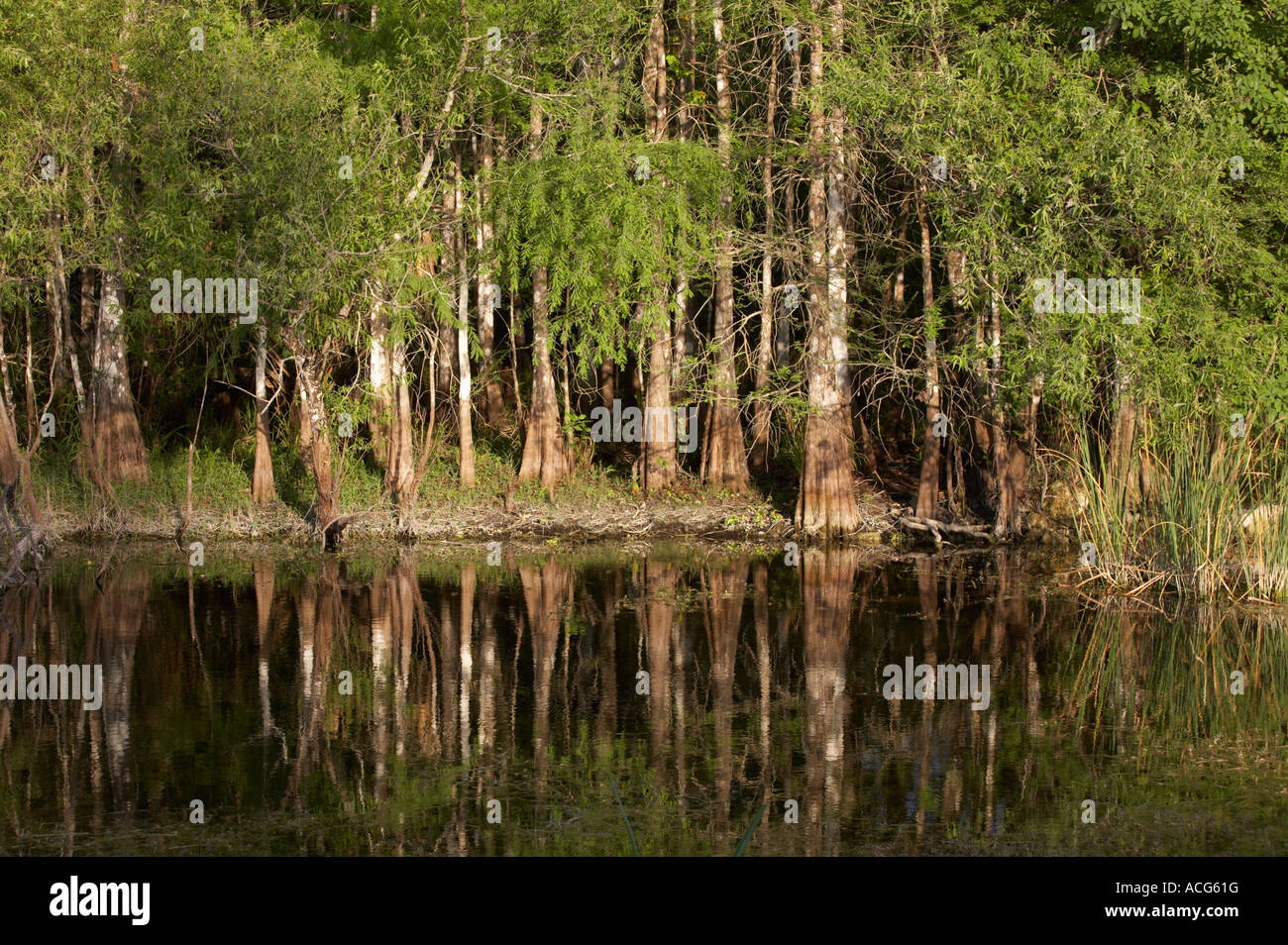Cypess Bäume Taxodium Distichum entlang der Turner River Road im Süden ...