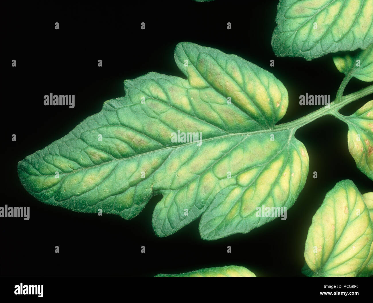 Mineral Deficiency Stockfotos und -bilder Kaufen - Alamy
