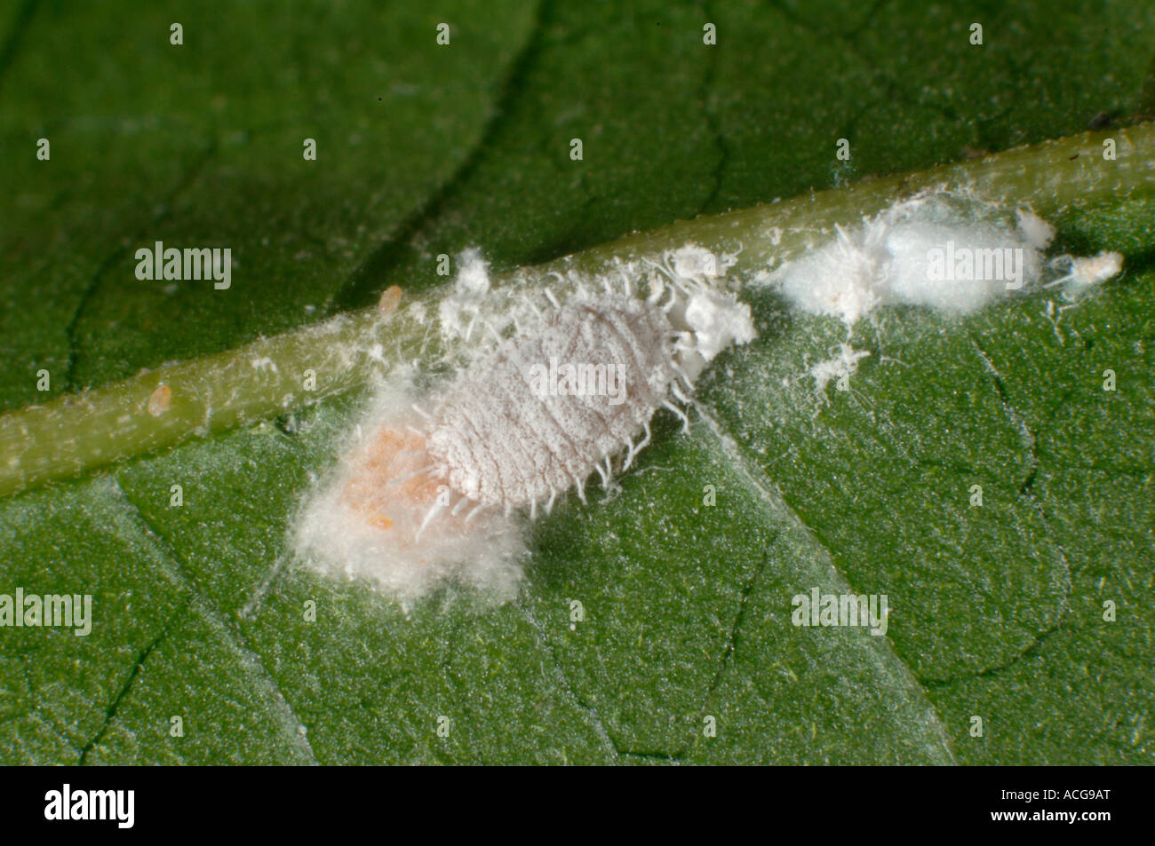 Planococcus Citri Stockfotos und -bilder Kaufen - Alamy