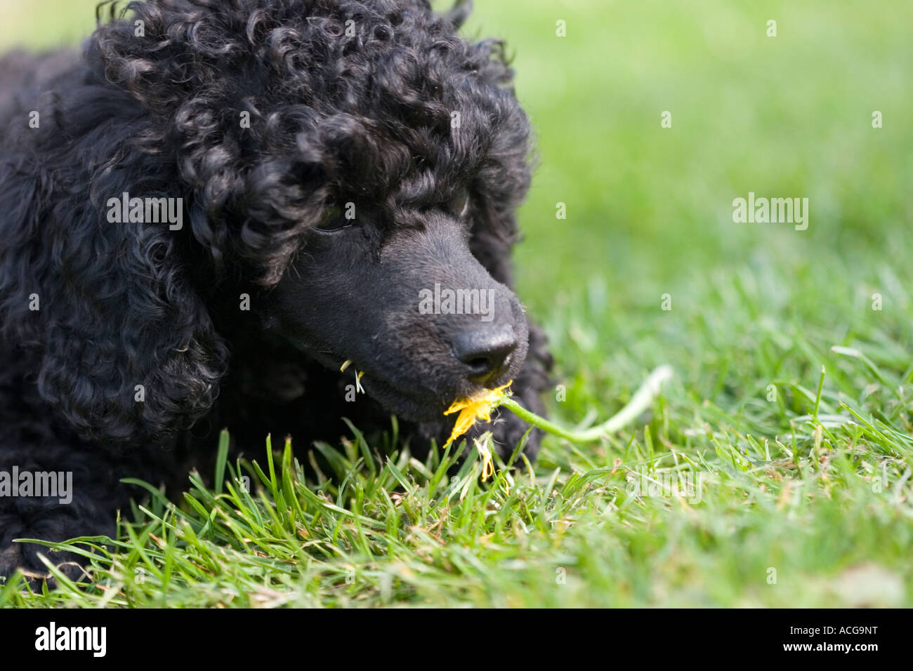 Gelber pudel -Fotos und -Bildmaterial in hoher Auflösung – Alamy