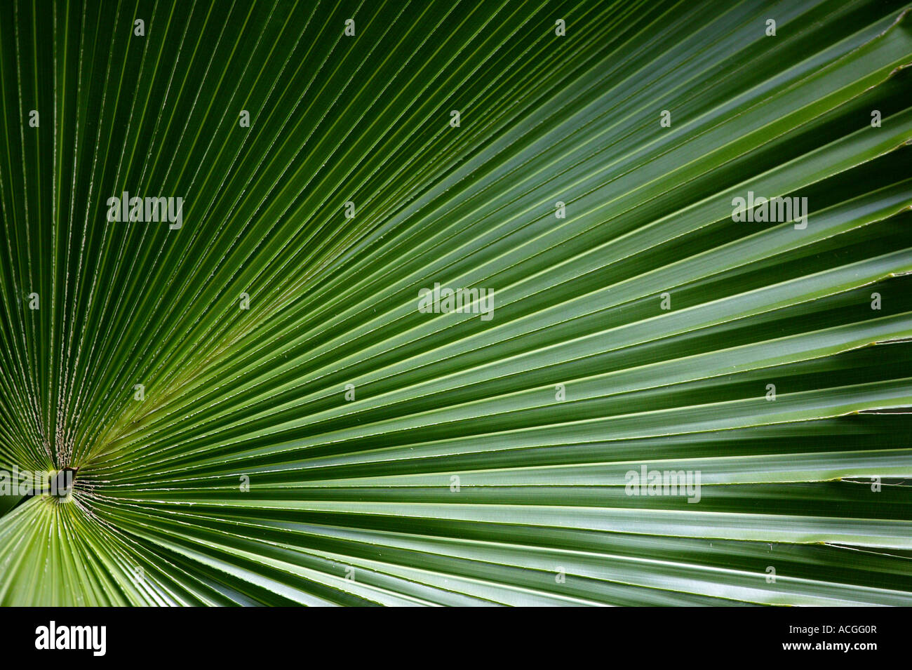 Großes Grünes Blatt Stockfotos und -bilder Kaufen - Alamy