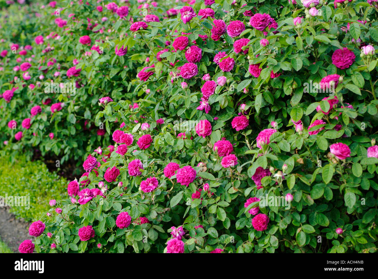 Rosa rosa de rescht -Fotos und -Bildmaterial in hoher Auflösung – Alamy