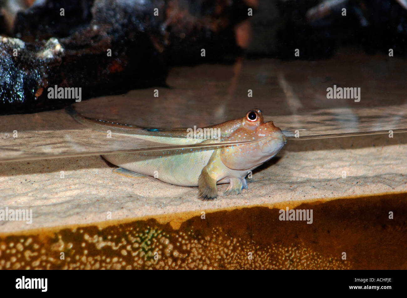 Schlamm Skipper Fisch (Periophthalmus Barbarus Stockfotografie - Alamy