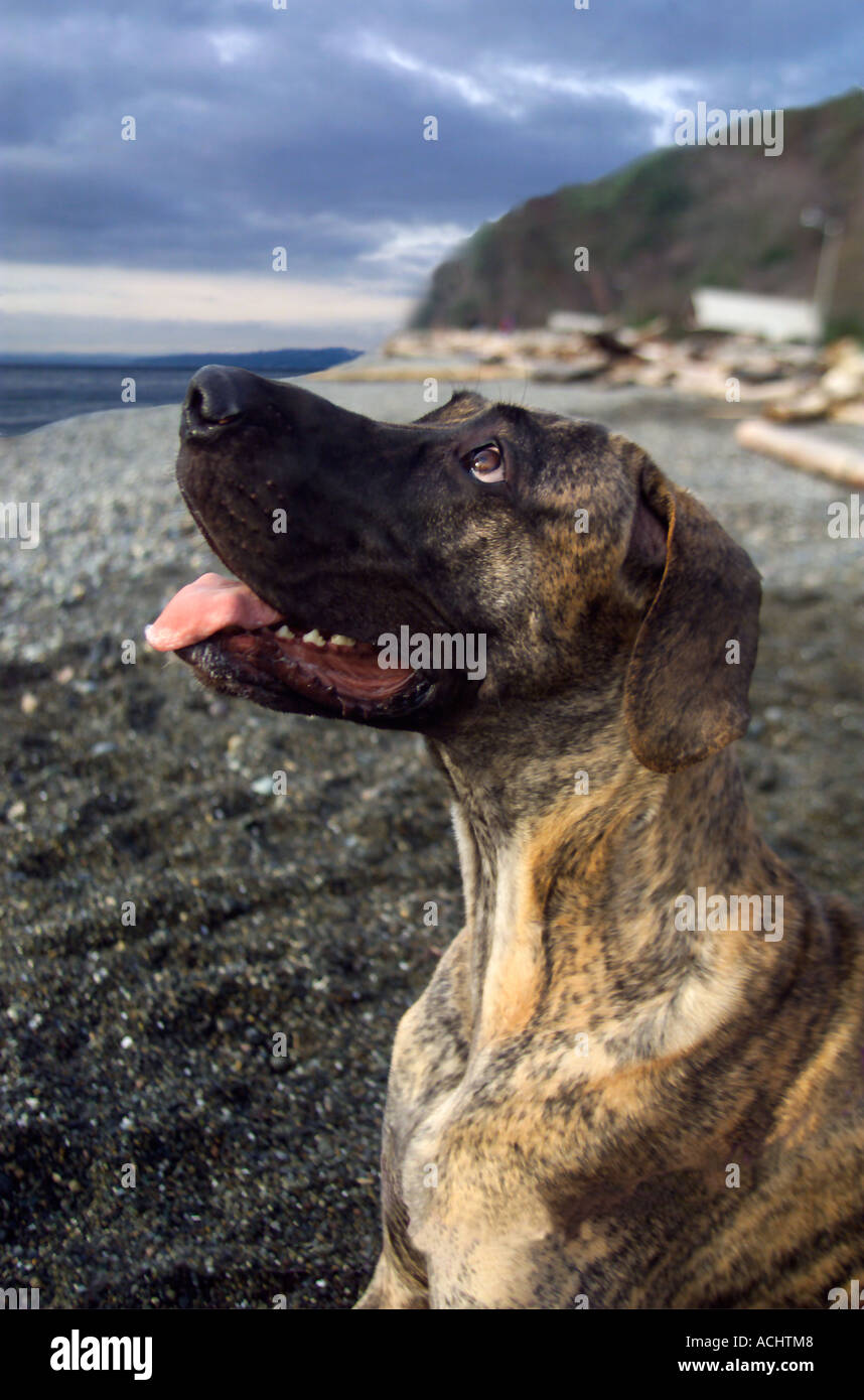 Deutsche dogge kopf -Fotos und -Bildmaterial in hoher Auflösung – Alamy