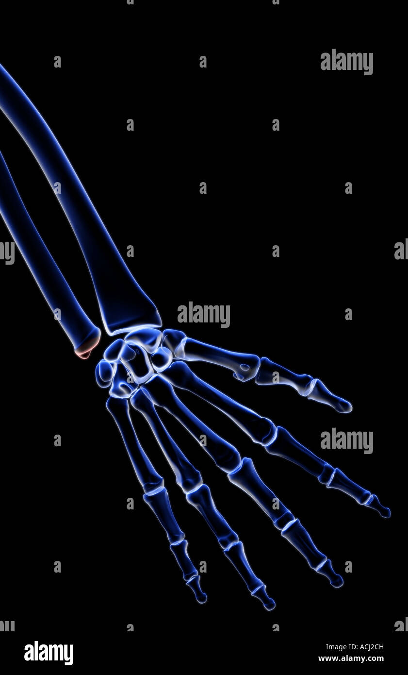 Scaphoid hand skeleton -Fotos und -Bildmaterial in hoher Auflösung ...