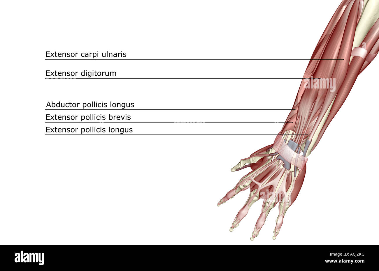 Extensor digitorum longus sehnen -Fotos und -Bildmaterial in hoher ...