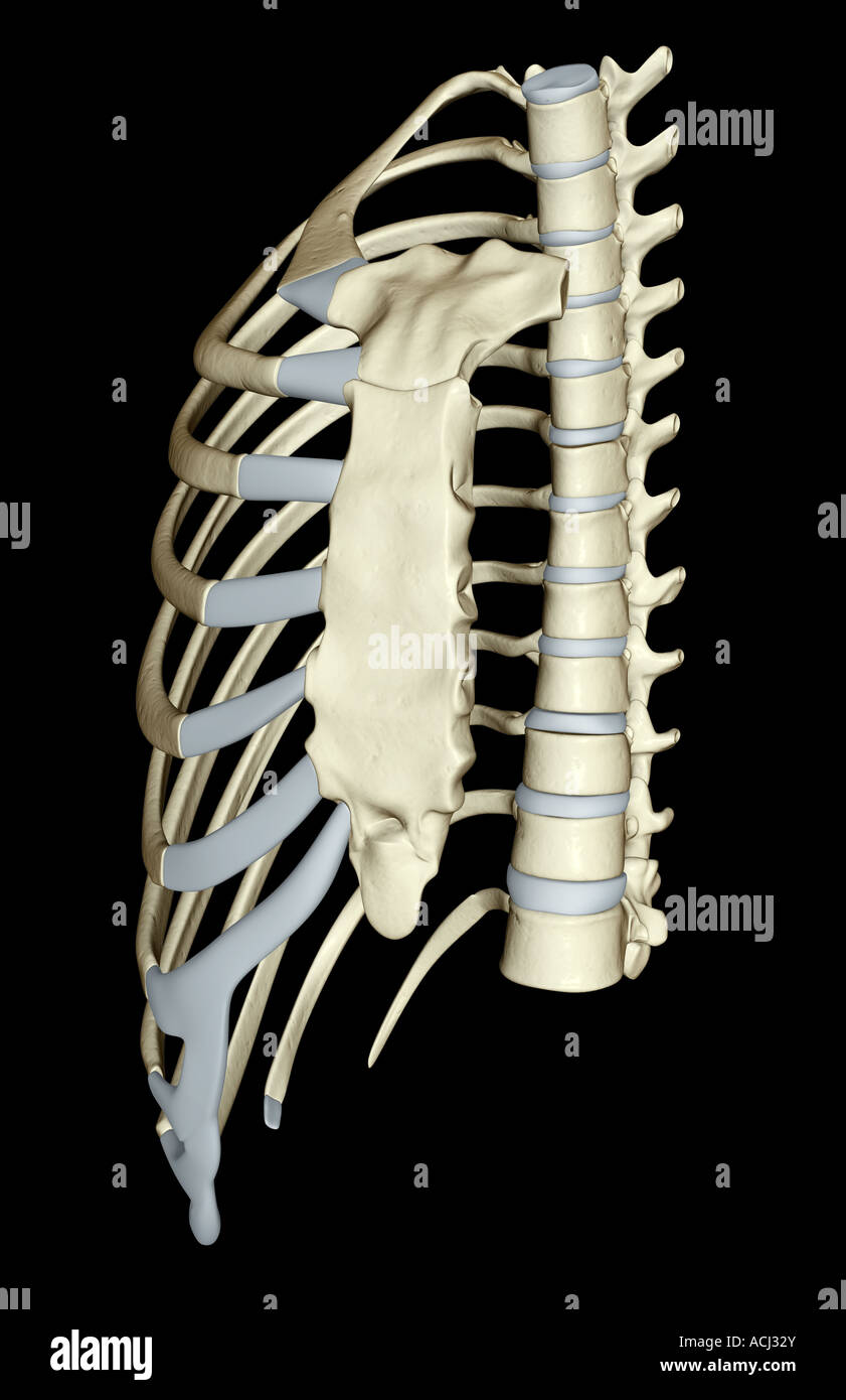 Xiphoid process -Fotos und -Bildmaterial in hoher Auflösung – Alamy