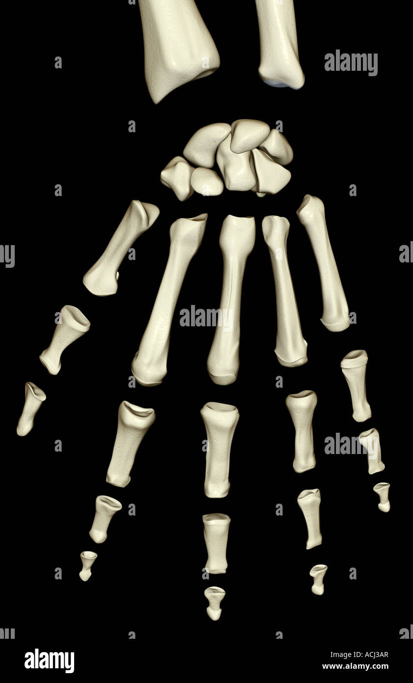 Scaphoid hand skeleton -Fotos und -Bildmaterial in hoher Auflösung ...