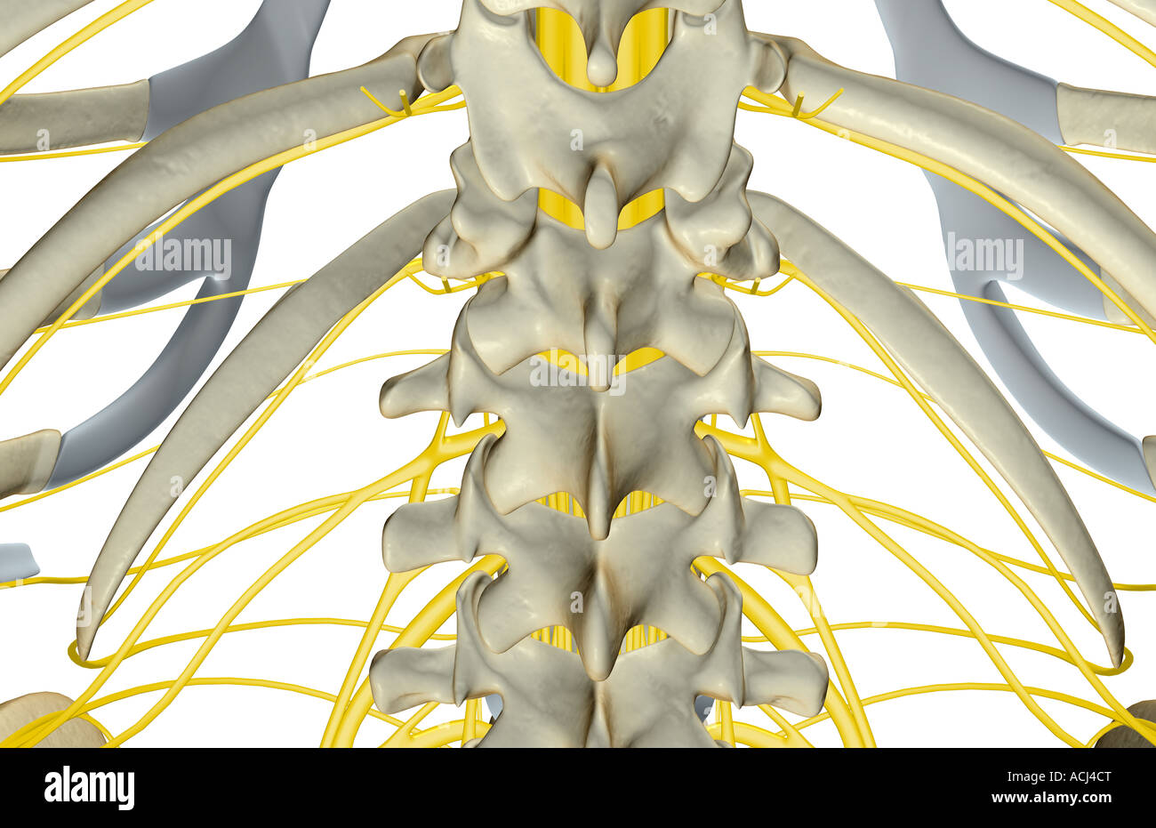 Lumbar plexus -Fotos und -Bildmaterial in hoher Auflösung – Alamy