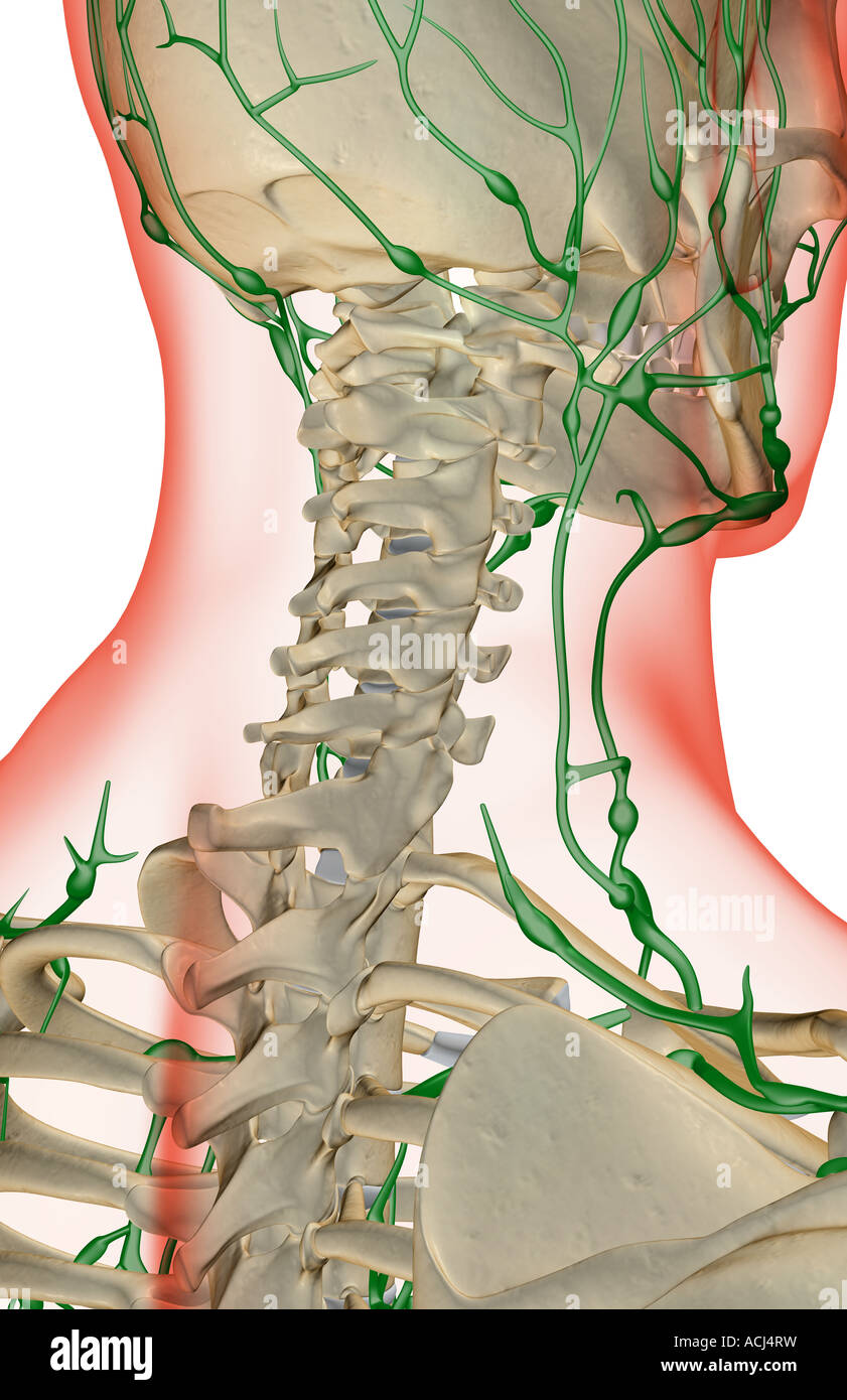 Cervical Lymph Nodes Stockfotos und -bilder Kaufen - Alamy