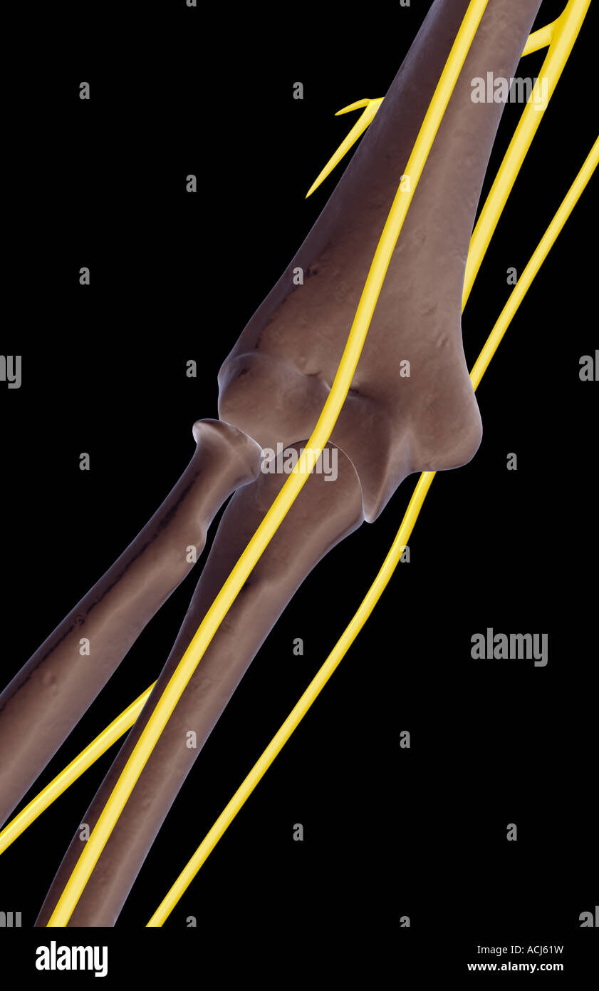 Medianer nerv -Fotos und -Bildmaterial in hoher Auflösung – Alamy