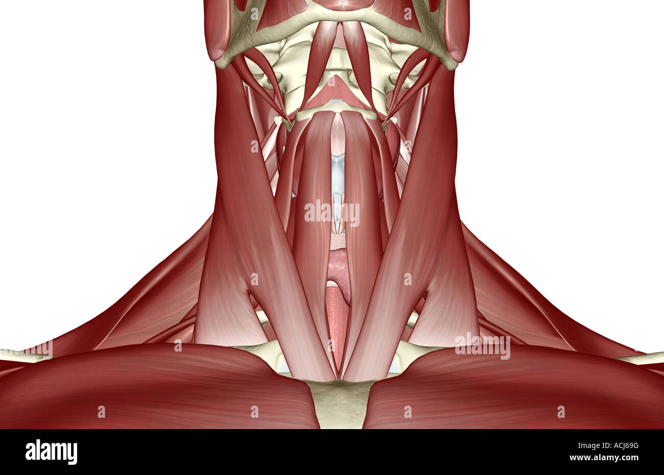Sternocleidomastoid muskeln -Fotos und -Bildmaterial in hoher Auflösung ...