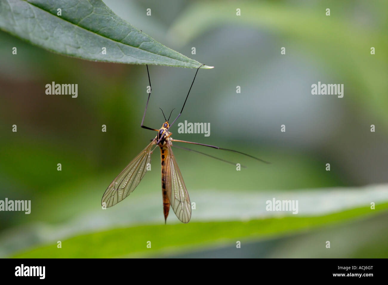 Nephrotom sp -Fotos und -Bildmaterial in hoher Auflösung – Alamy