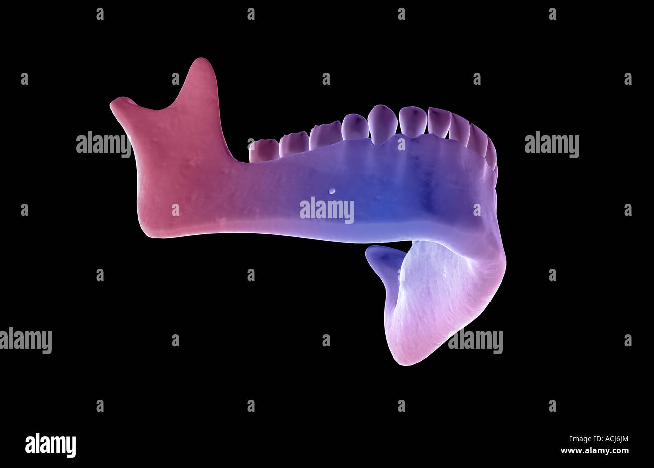 Ramus Mandibularis Stockfotos und -bilder Kaufen - Alamy