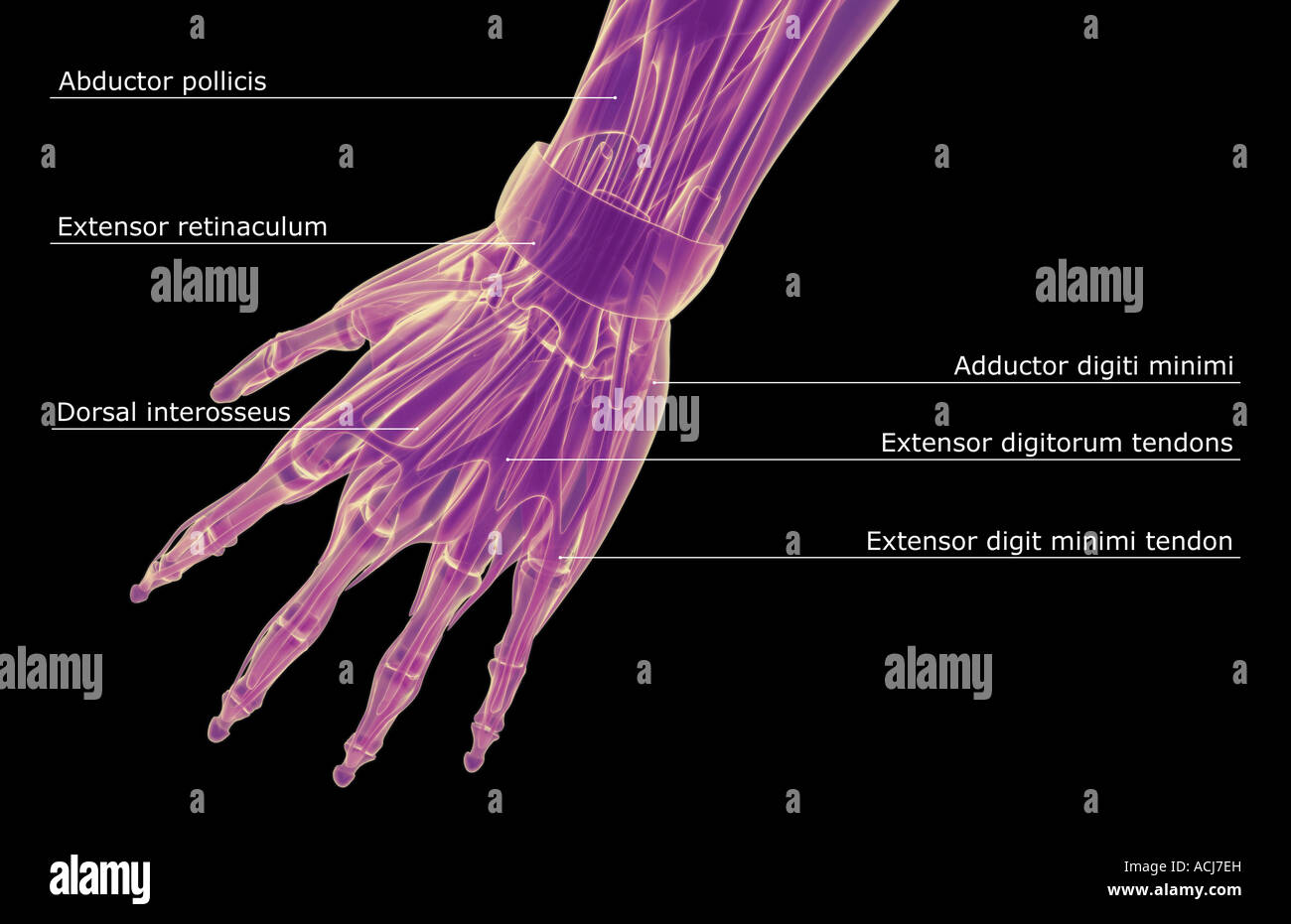 Skelett mit beschrifteter anatomie hand -Fotos und -Bildmaterial in ...