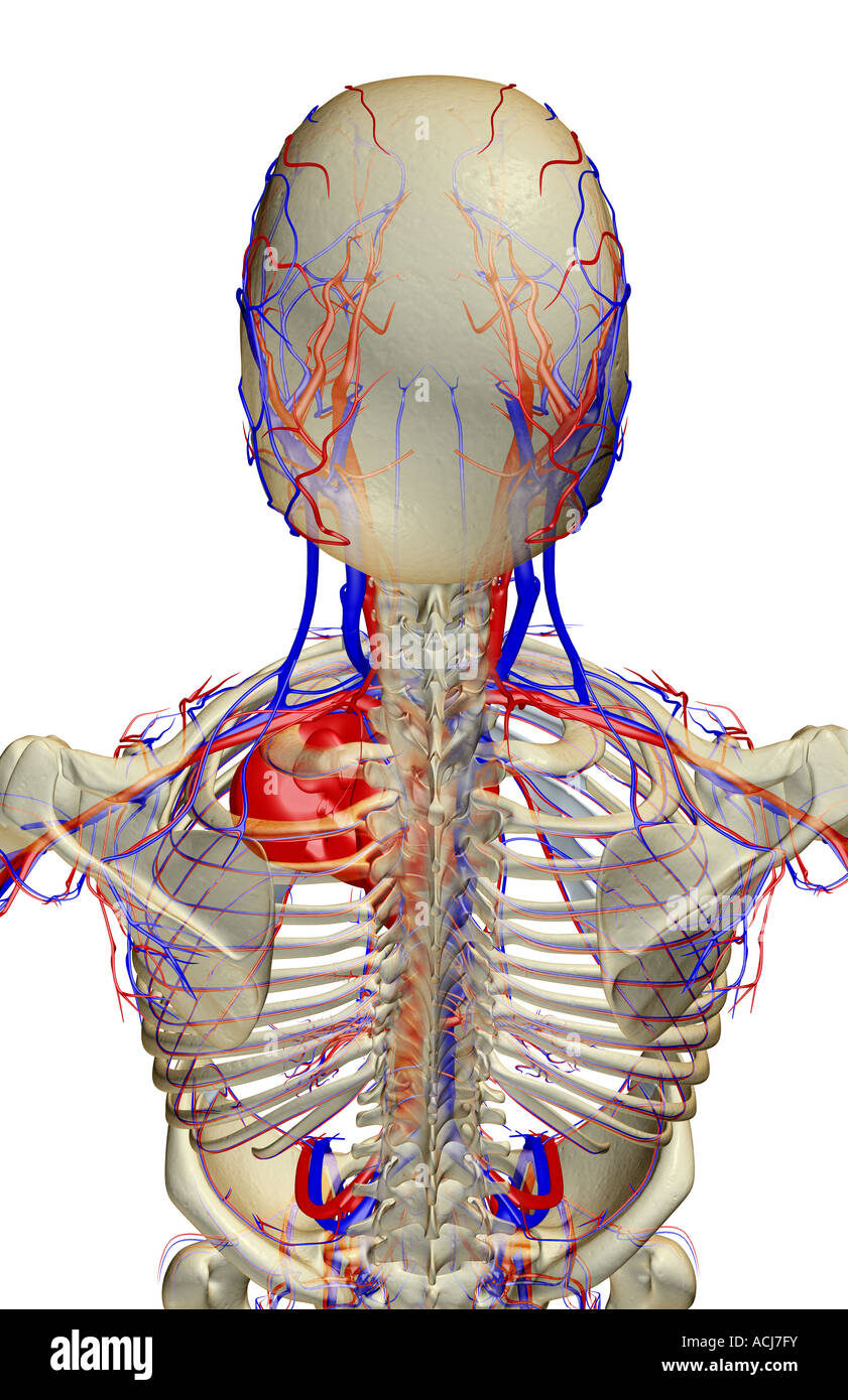 Arteria Vertebralis Stockfotos & Arteria Vertebralis Bilder - Alamy