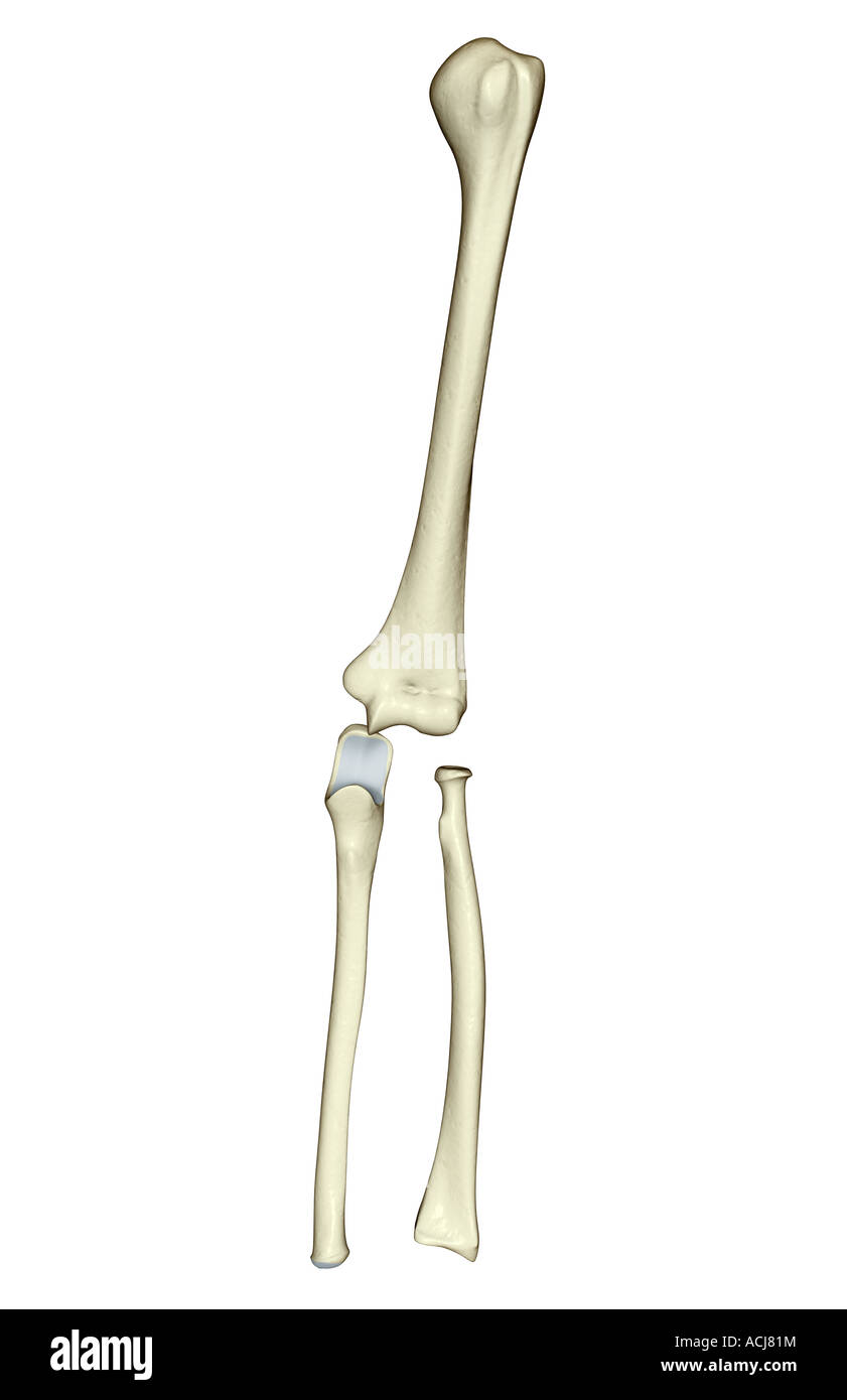 Das sind der radius und die ulna Ausgeschnittene Stockfotos und -bilder ...