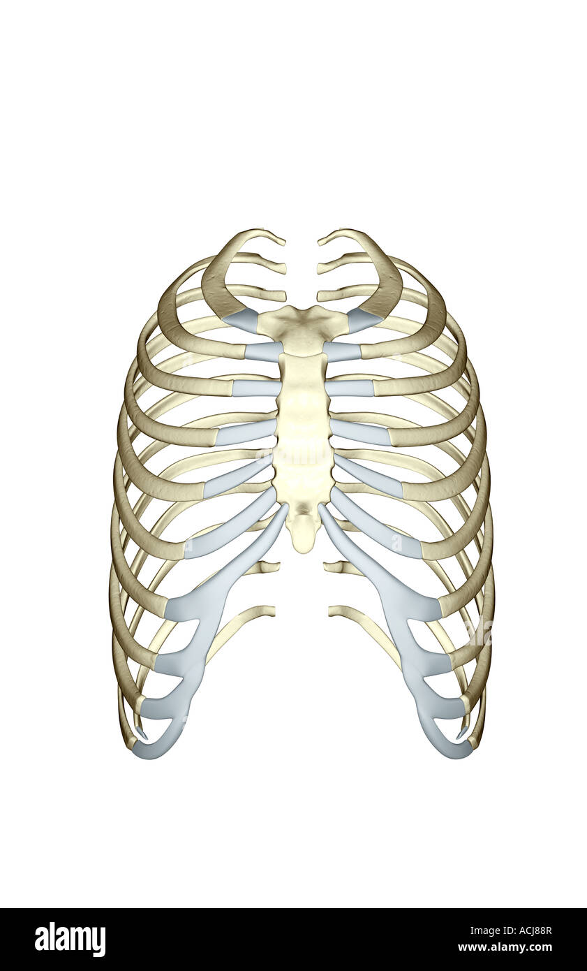 Rib Cage Sternum Anatomy Bones Stockfotos und -bilder Kaufen - Alamy