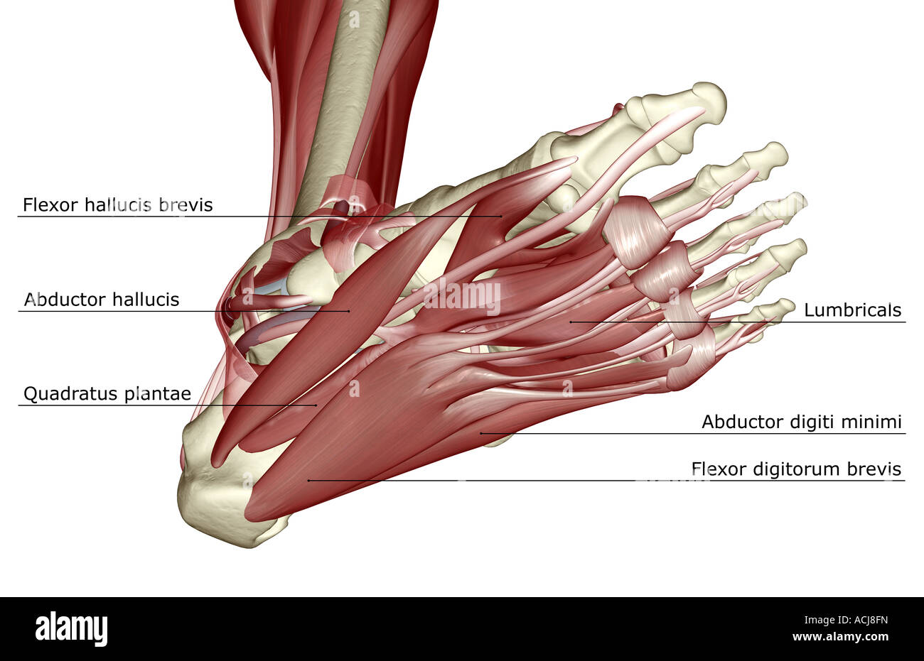 Flexor hallucis longus -Fotos und -Bildmaterial in hoher Auflösung – Alamy
