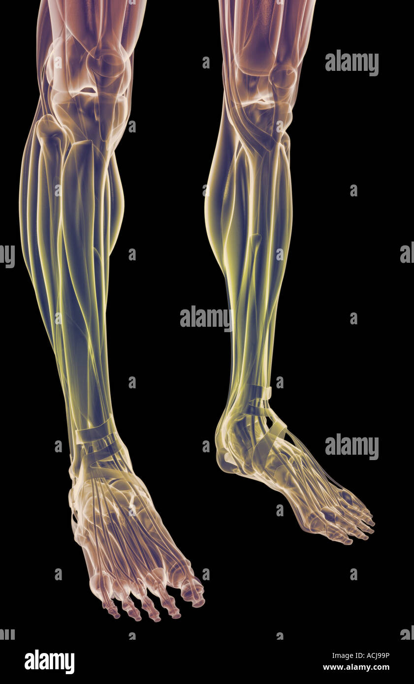 Die Muskeln der Beine Stockfotografie - Alamy