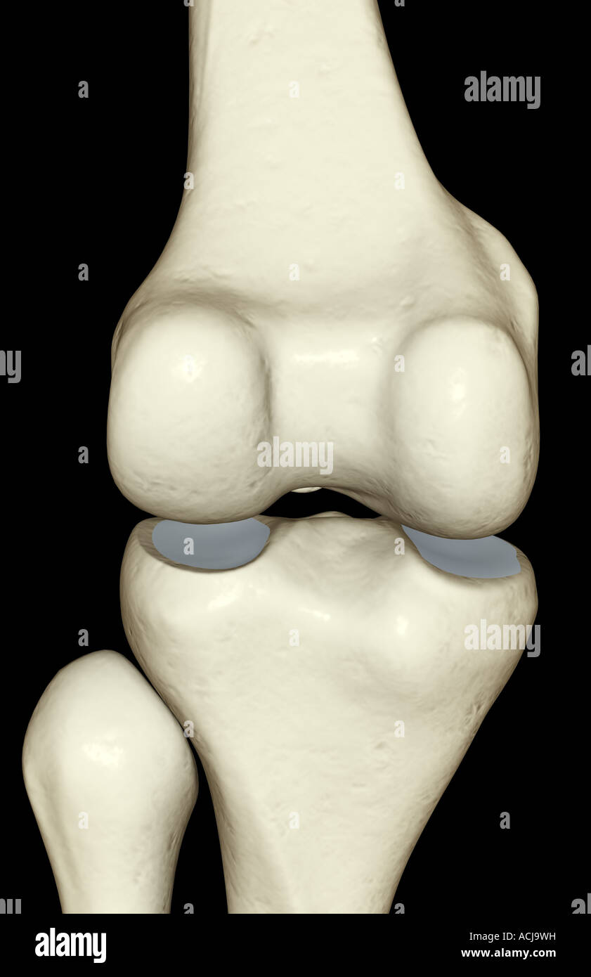 Medialer Kondylus Stockfotos und -bilder Kaufen - Alamy