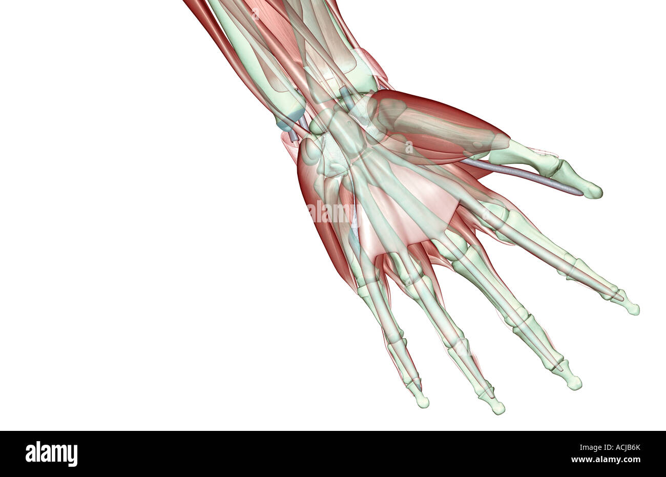 Skelett hand palmar -Fotos und -Bildmaterial in hoher Auflösung – Alamy