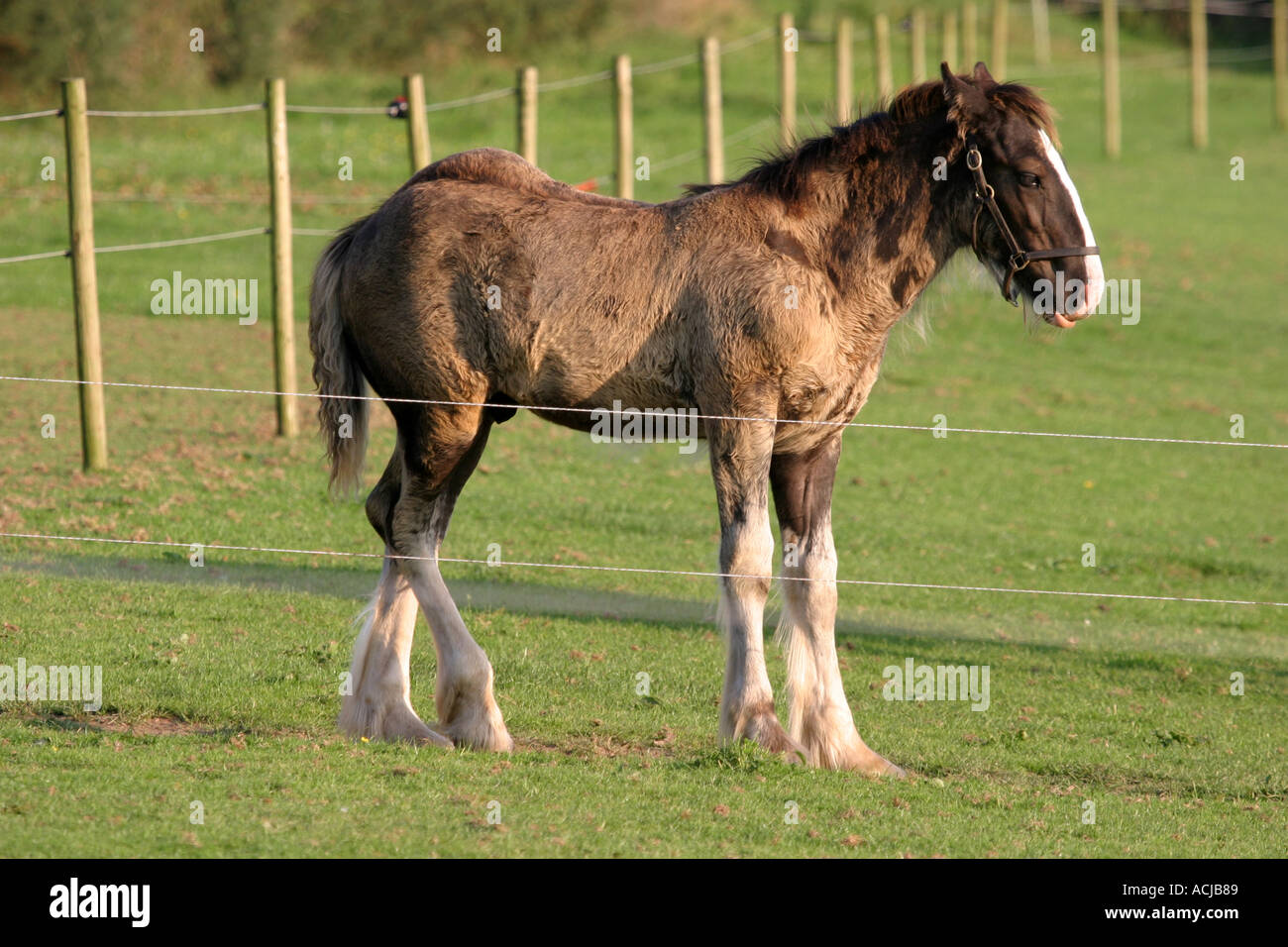 Shire pferd fohlen -Fotos und -Bildmaterial in hoher Auflösung – Alamy