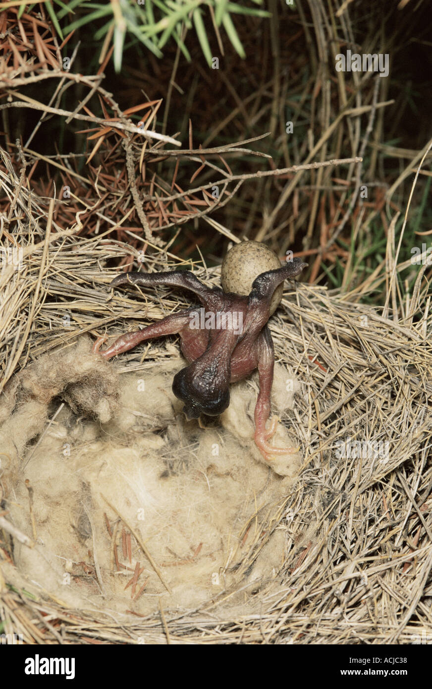 Cuckoo ejecting egg -Fotos und -Bildmaterial in hoher Auflösung – Alamy