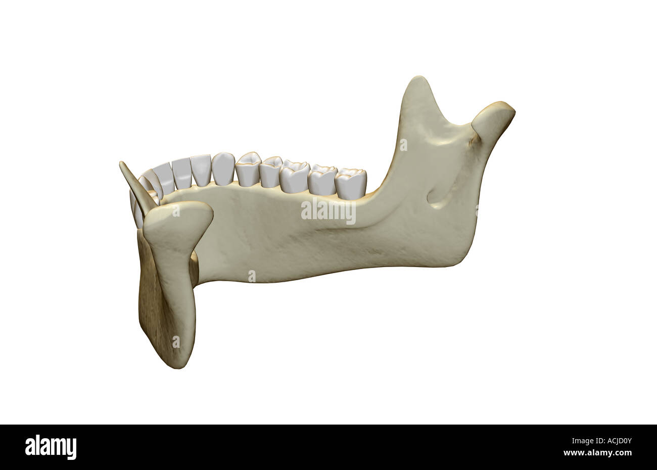 Coronoid Prozess Stockfotos und -bilder Kaufen - Alamy