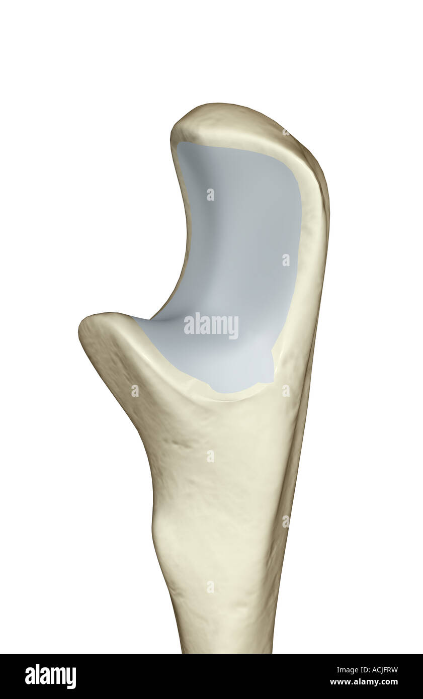 Ulna anatomie -Fotos und -Bildmaterial in hoher Auflösung - Seite 6 - Alamy