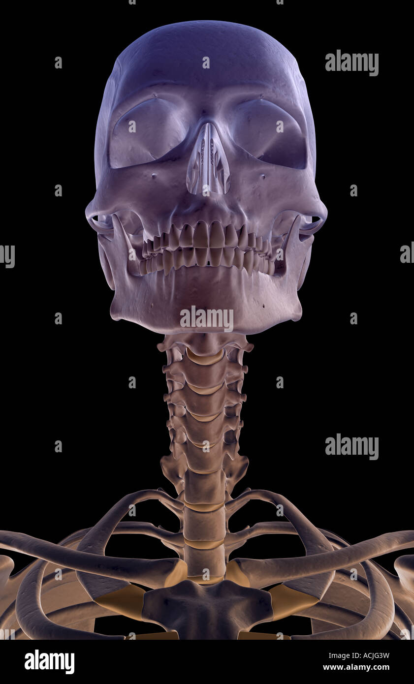 Hals gesicht anatomie -Fotos und -Bildmaterial in hoher Auflösung ...