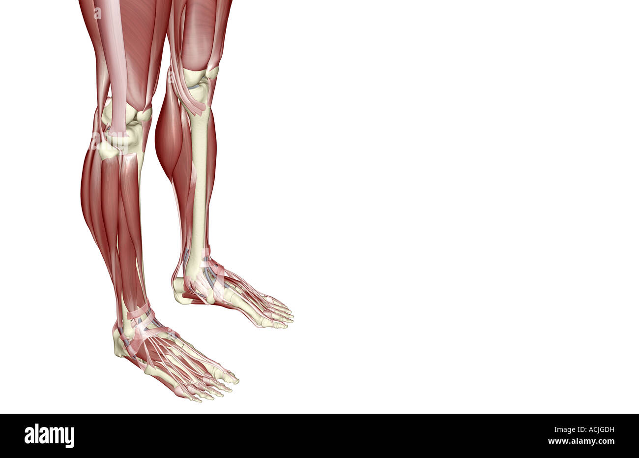 Extensor hallucis longus Ausgeschnittene Stockfotos und -bilder - Alamy