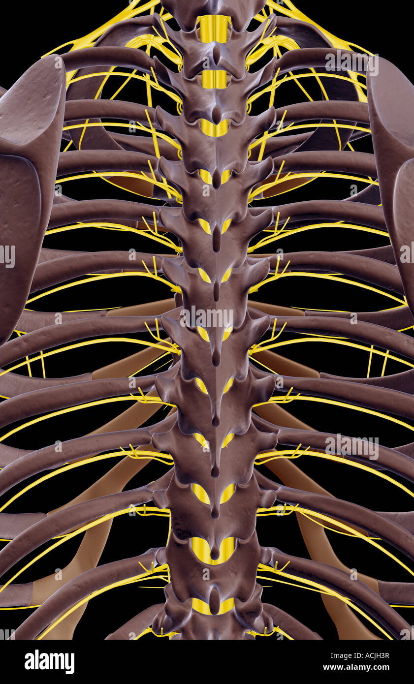 Die Nerven im Vergleich zu den Brustwirbel Stockfotografie - Alamy