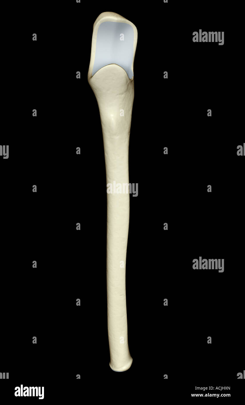 Ulna anatomie -Fotos und -Bildmaterial in hoher Auflösung - Seite 4 - Alamy