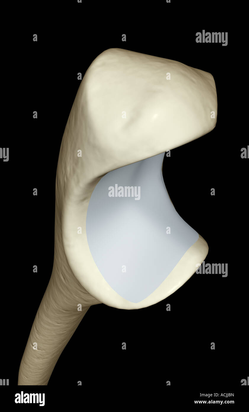 Ulna anatomie -Fotos und -Bildmaterial in hoher Auflösung - Seite 4 - Alamy