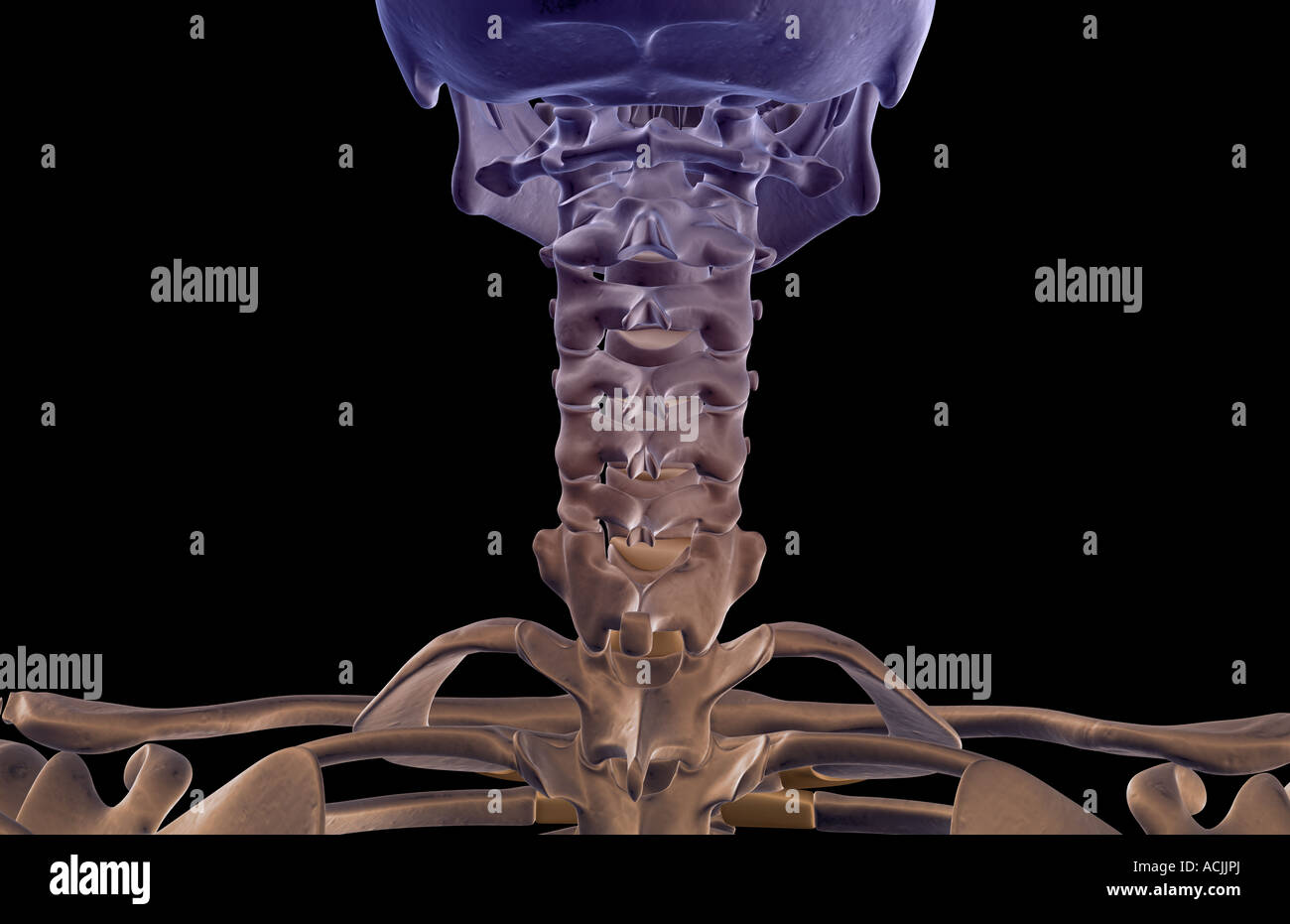 Neck Bones Stockfotos und -bilder Kaufen - Alamy