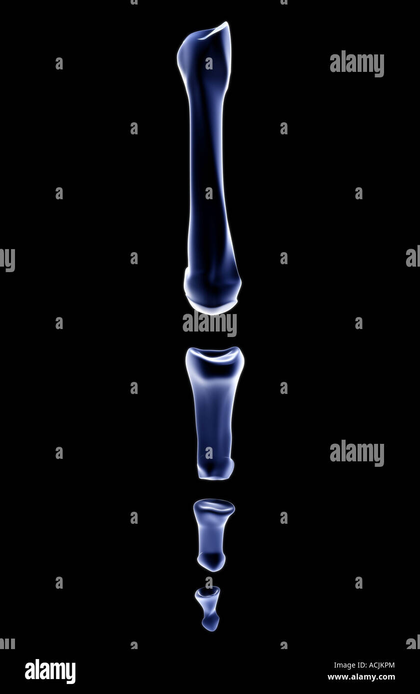 Die Knochen des Fingers Stockfotografie - Alamy