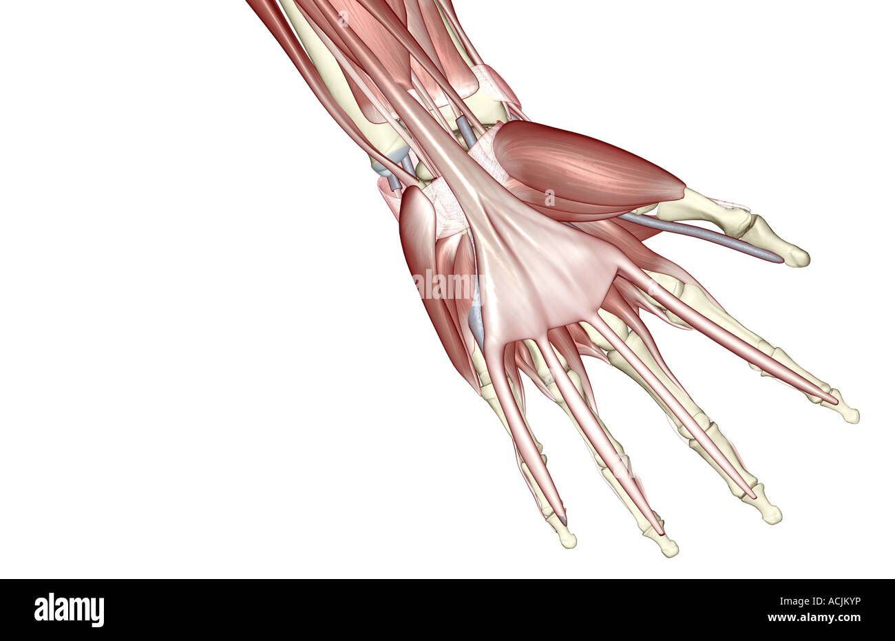 Flexor Digiti Minimi Brevis Stockfotos & Flexor Digiti Minimi Brevis ...