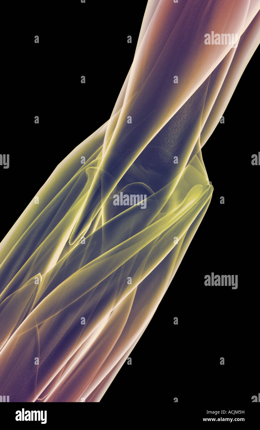 Die Muskeln des Ellenbogens Stockfotografie - Alamy