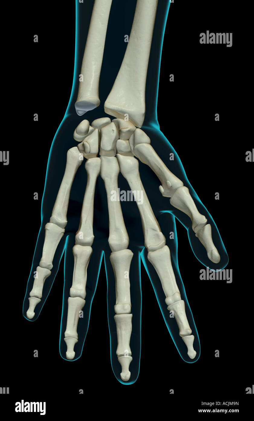 Scaphoid hand skeleton -Fotos und -Bildmaterial in hoher Auflösung ...