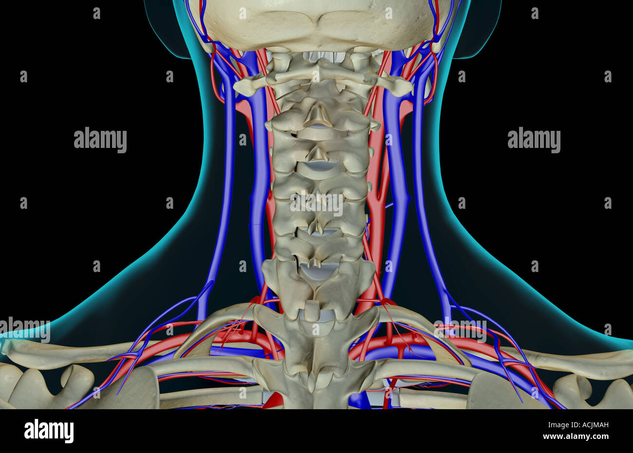 Arteria Carotis Externa Stockfotos & Arteria Carotis Externa Bilder - Alamy