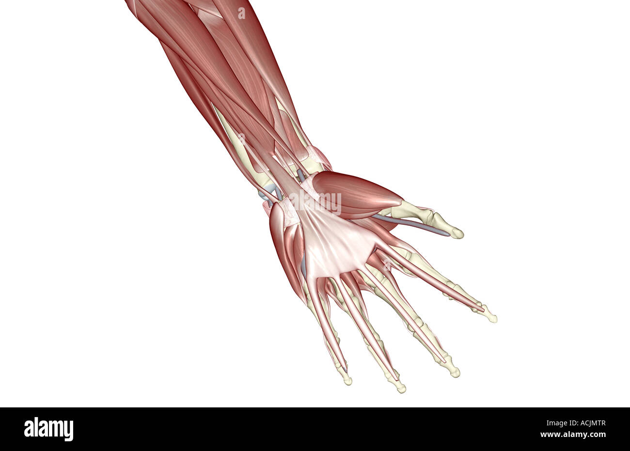 Hand anatomie muskeln illustration Ausgeschnittene Stockfotos und ...