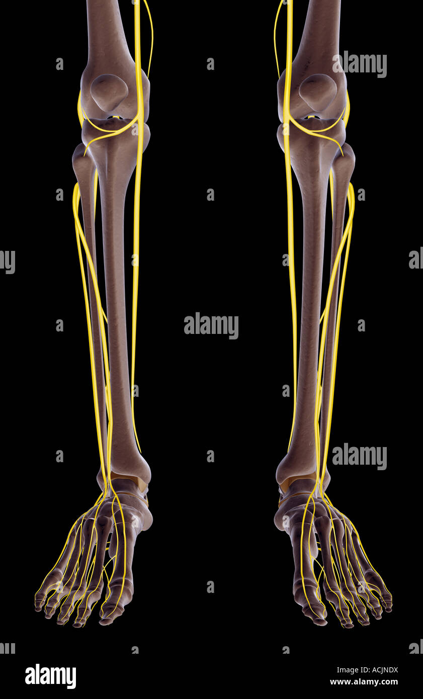Menschliche Beinnerven Stockfotos und -bilder Kaufen - Alamy