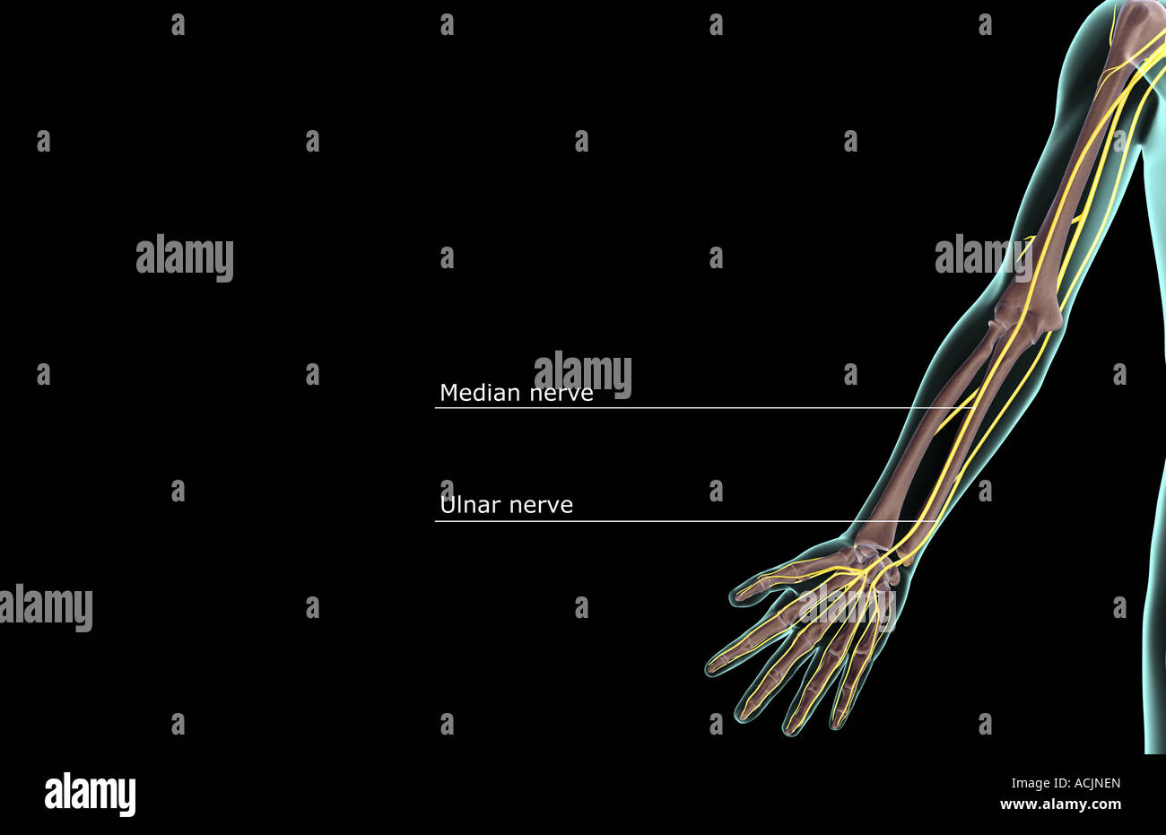 Die Nerven der oberen Extremität Stockfotografie - Alamy
